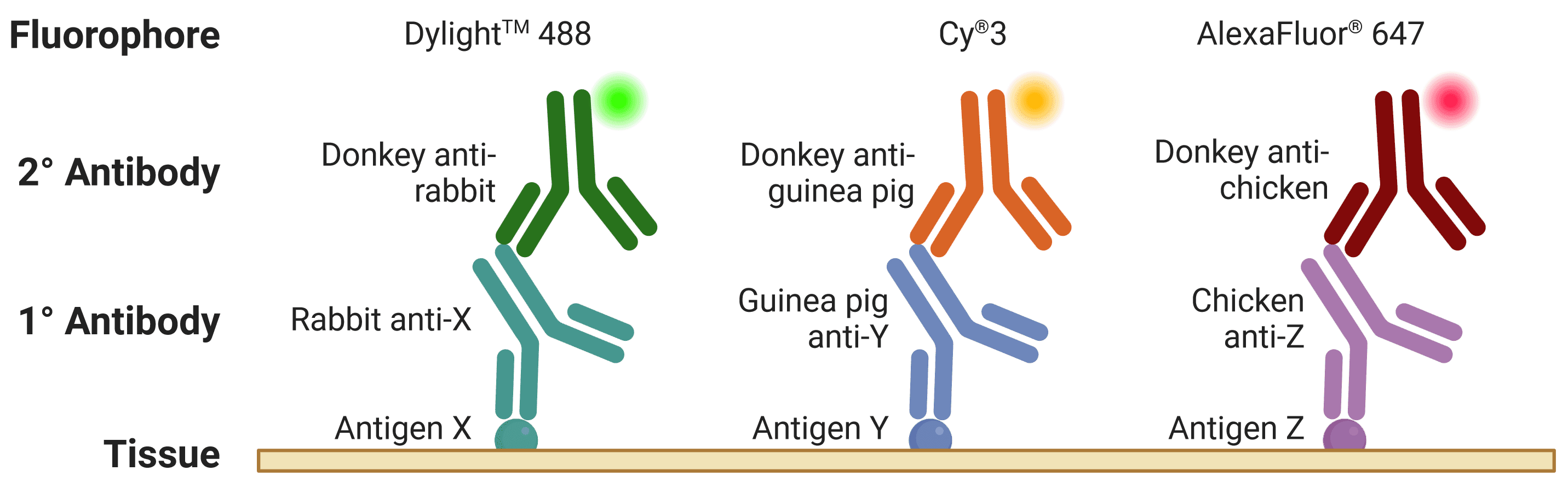 Immunohistochemistry (IHC): The Complete Guide | Antibodies.com
